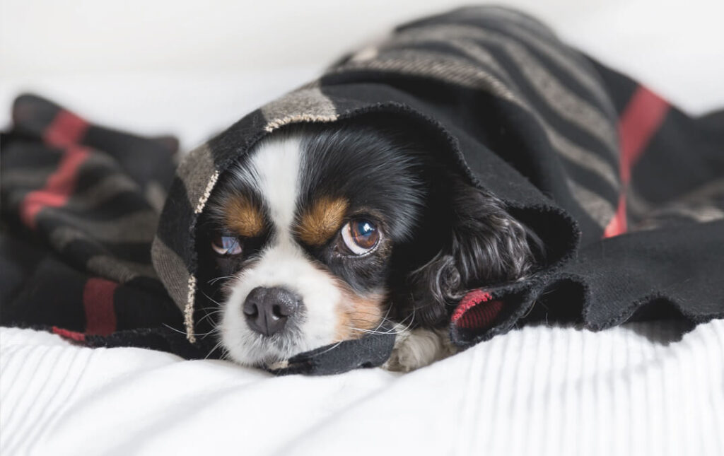 La traqueobronquitis o gripe del perro - WeCan La Colina