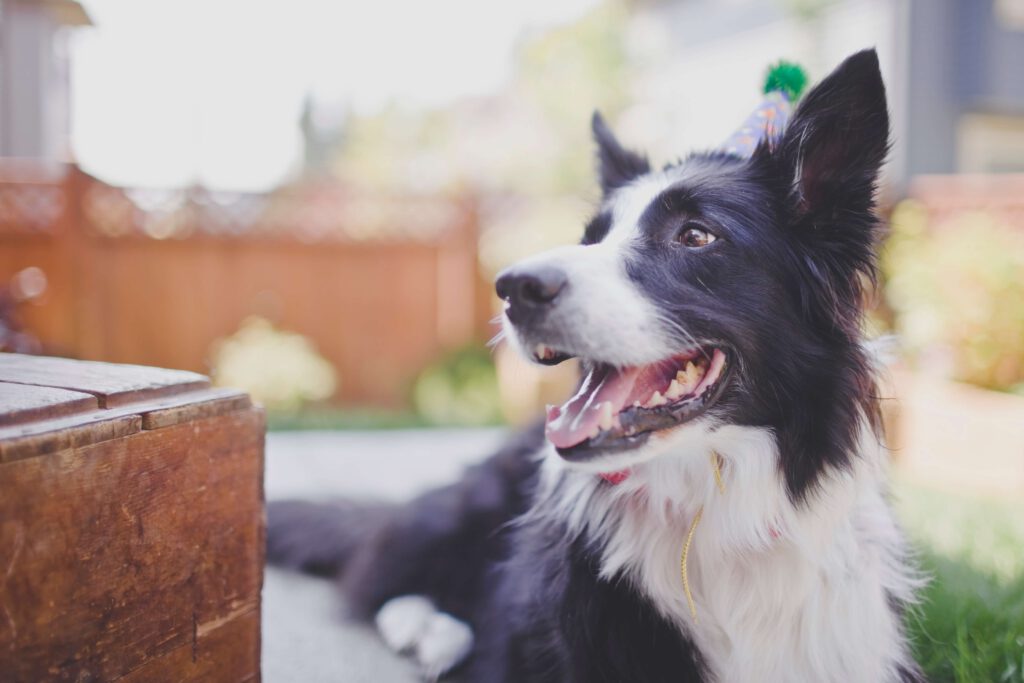 El Border Collie - WeCan La Colina