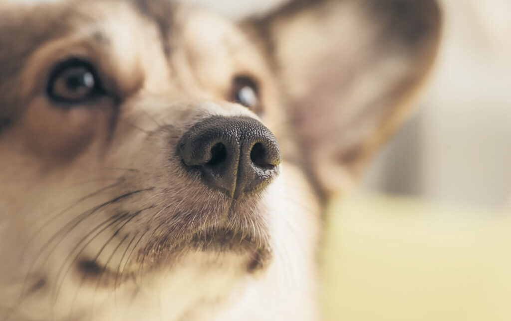 Hiperqueratosis canina: causas y tratamiento - WeCan La Colina